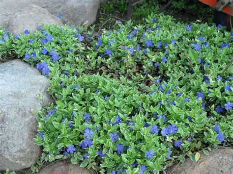 Colorado Drought Tolerant Ground Cover Drought Tolerant Plants
