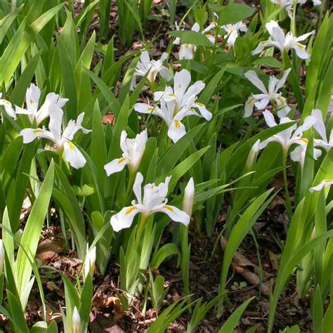 Iris Cristata Tennessee White Dwarf Crested Iris Perennial In