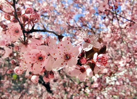 Primavera Flowers Plants Garden