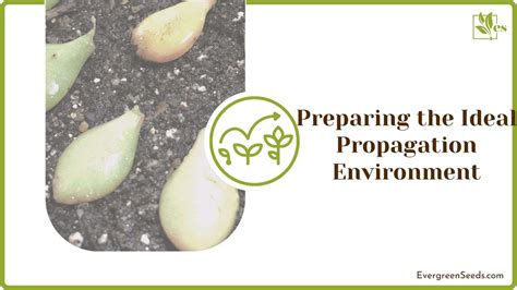 Propagating Orchids From Leaves How To Do It In Easy Steps Evergreen