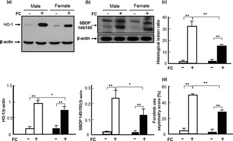 Sex Differences In The Levels Of HO 1 Injury Severity Histological Download Scientific