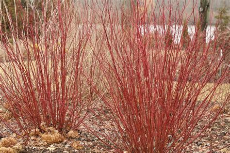 11 Easy Care Shrubs Proven Winners Colorchoice Flowering Shrubs