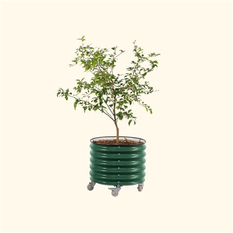 Round Self Watering Rolling Planter Plant Addicts