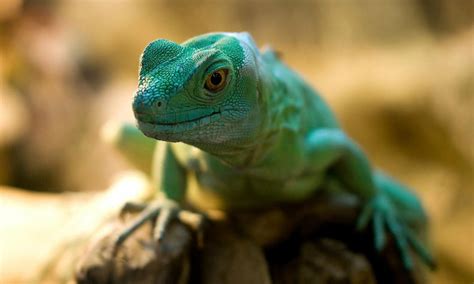Monitoring And Improving Zoo Animal Welfare With Remote Monitoring