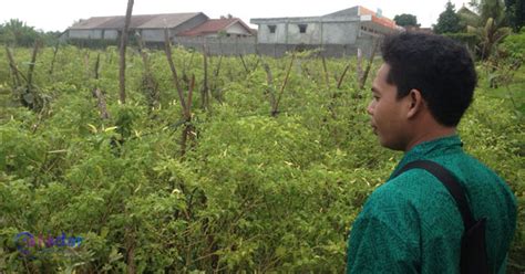 Harga Tinggi Petani Cabai Justru Rugi