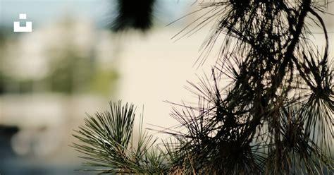 소나무 가지의 클로즈업 사진 Unsplash의 무료 나무 이미지