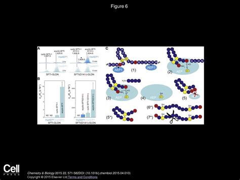 Peptide Macrocyclization By A Bifunctional Endoprotease Ppt Download
