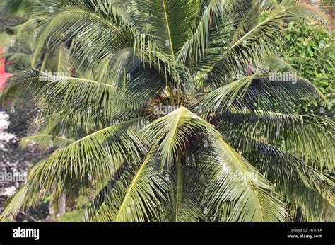 Coconut Palm With Coconuts Stock Photo Alamy