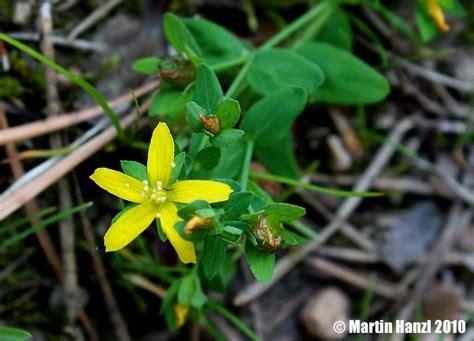 Hypericum Humifusum Třezalka Rozprostřená Hypericaceae Třezalkovité Natura Bohemica