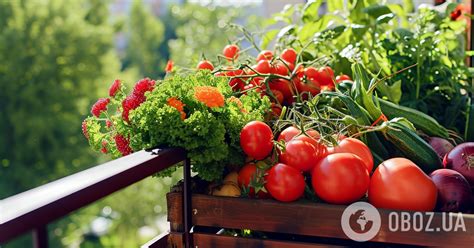 Які овочі можна виростити у контейнерах як правильно садити розсаду Oboz Ua