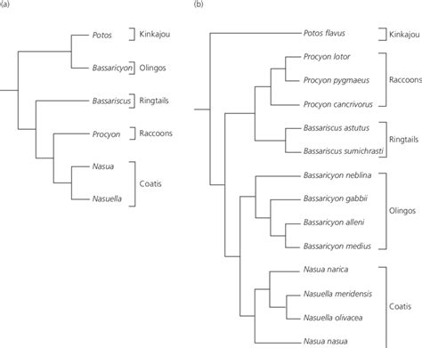 4 A Phylogenetic Tree Showing Relationships Among The Genera Of The