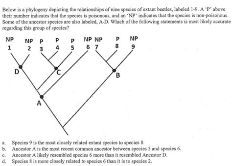 Solved Below Is A Phylogeny Depicting The Relationships Of