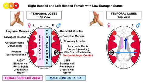 The Temporal Lobes