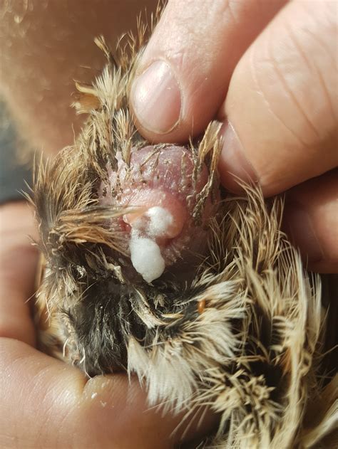 Coturnix Quail Sexing Males And Females — Brimwood Farm