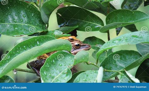 Tree Frog Mating Stock Image Image Of Season Tree Water 79767975