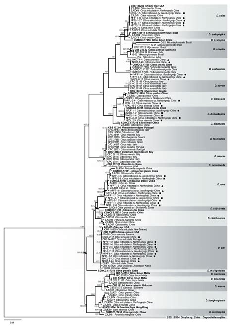 the bayesian inference consensus tree resulting from a combined data