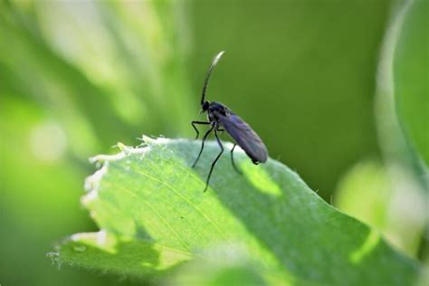 How To Get Rid Of Lawn Gnats