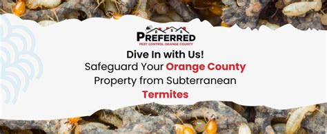 Safeguard Your Orange County Property From Subterranean Termites This