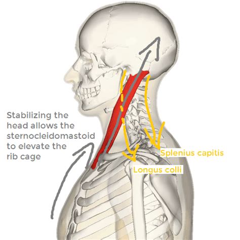 Sternocleidomastoid Action