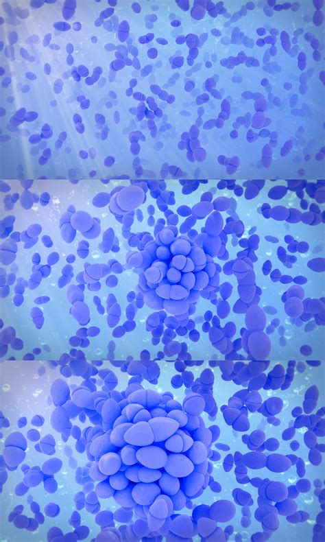 Enterococcus Cocci Bacterium Behance