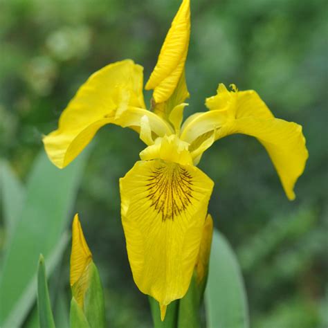 Iris Pseudoacorus Houtmeyers Plantencentrum En Boomkwekerij Laakdal