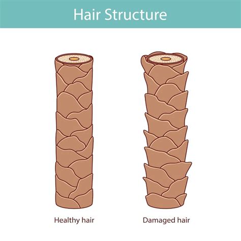 Scalp Cross Section Images Free Download On Freepik Scalp Cross Section Images Free Download On Freepik
