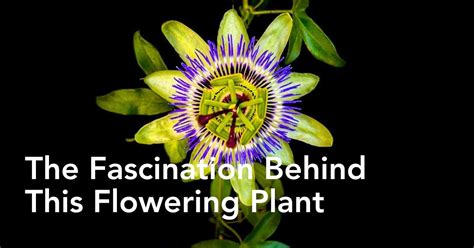 Caring For Passiflora Caerulea And Growing Passion Flower
