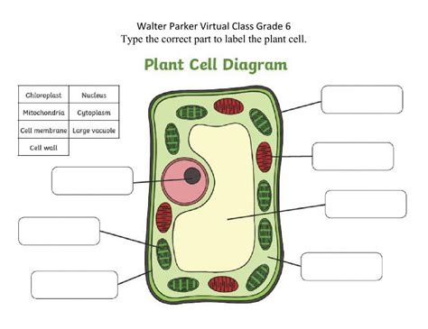 Parts Of A Cell Worksheet Printable Math Worksheets