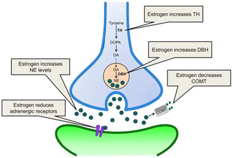 Sex Differences In The Locus Coeruleus Norepinephrine System And Its Regulation By Stress Pmc