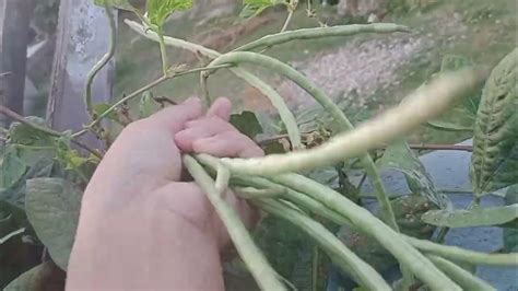 Vagitabl Garden Youtube