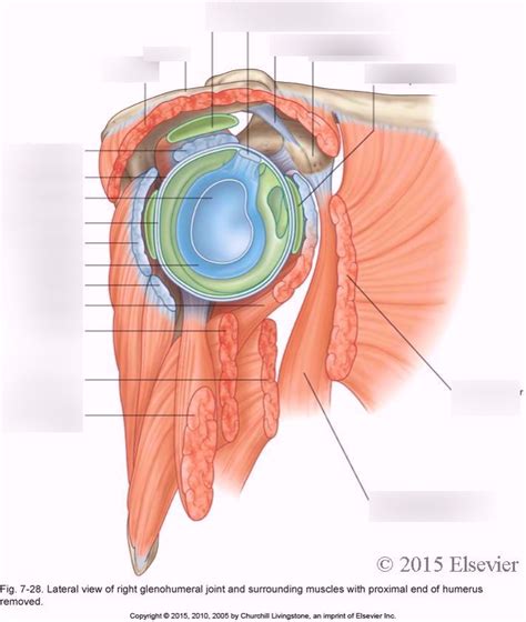 Glenohumeral Joint Diagram Quizlet