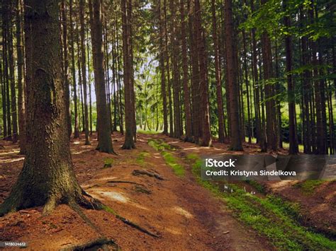 밝은 빛과 그림자에있는 오래된 가문비 나무 숲에있는 더러운 웅덩이 길 가을에 대한 스톡 사진 및 기타 이미지 가을 검은색 계절 Istock