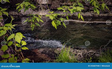 Calmly Flowing River Captured From Behind Thin Tree Branches Stock Photo Image Of Branches