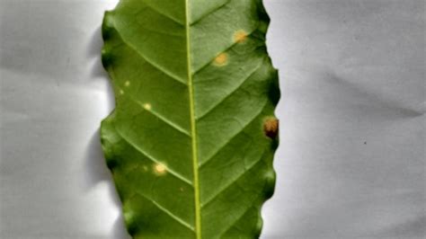 Coffee Leaf Infected With Rust Download Scientific Diagram