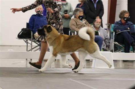 Chelseas Akitas Shawn And Deelynn Piccone Showsight