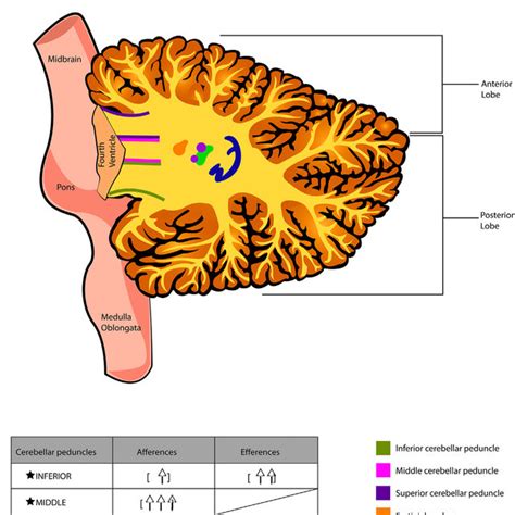 Pdf Latest Research On The Anatomy And Physiology Of The Cerebellum