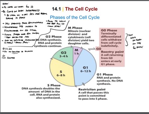 9 1 The Cytoskeleton Cell Cycle And Microtubules Mitosis Flashcards Quizlet