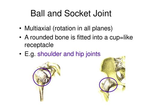 PPT Joints Of The Human Body PowerPoint Presentation ID 176716