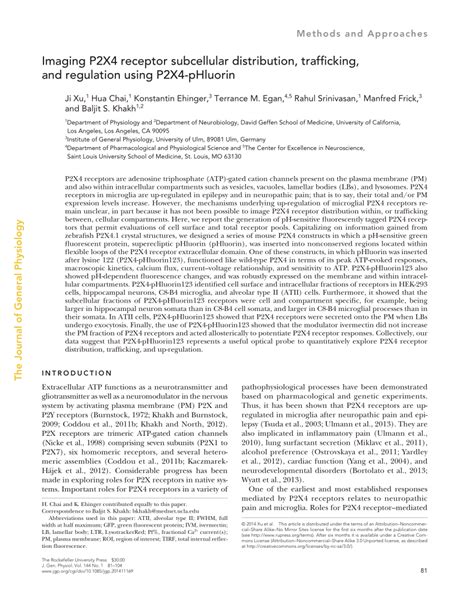 Pdf Imaging P2x4 Receptor Subcellular Distribution Trafficking And