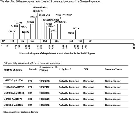 The Clinical Spectrum Of Female Epilepsy Patients With Pcdh19 Mutations