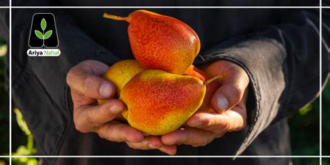 بهترین نهال گلابیراهنمای انتخاب بهترین نژاد گلابی نهالستان آریا نهال