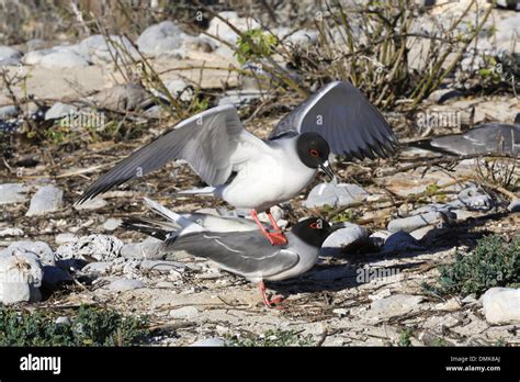 Two Swallow Tailed Gulls Mating On The Lava Rock Shoreline Of Genovesa Island Galapagos Islands