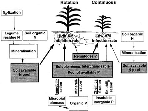A Conceptual Model To Explain Rotation Effects In The Sudano Sahelian