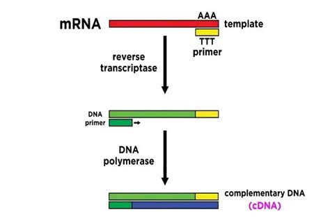 Analysing Gene Expression By Microarray Technique Biotechfront