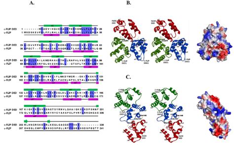 A Sequence Alignment And Predicted Secondary Structure Of The C FLIP Download Scientific