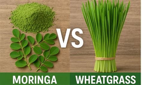 Moringa Vs Wheatgrass Powder 7 Reasons To Choose Moringa Today