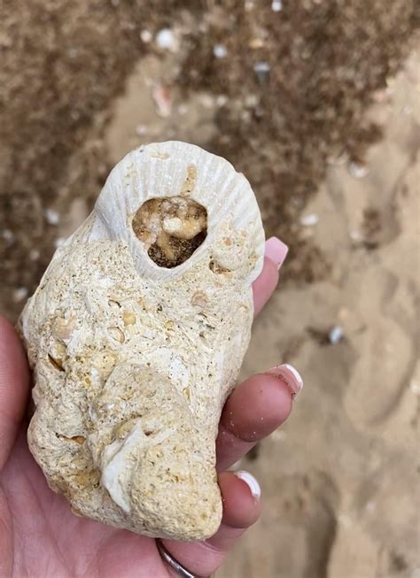 Shell Fossil R Fossilid