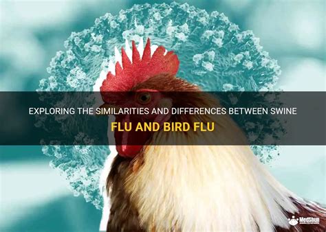 Exploring The Similarities And Differences Between Swine Flu And Bird Flu MedShun