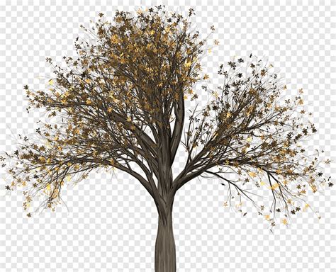 Twig Tree Elm Tree Leaf Branch Png PNGEgg