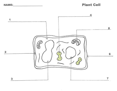 Plant Cell Parts And Functions Diagram Quizlet